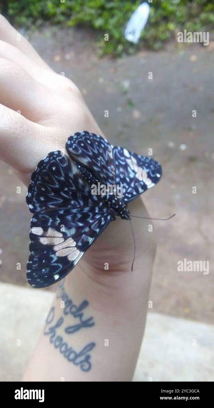 Red Cracker (Hamadryas amphinome) Insecta Stock Photo - Alamy