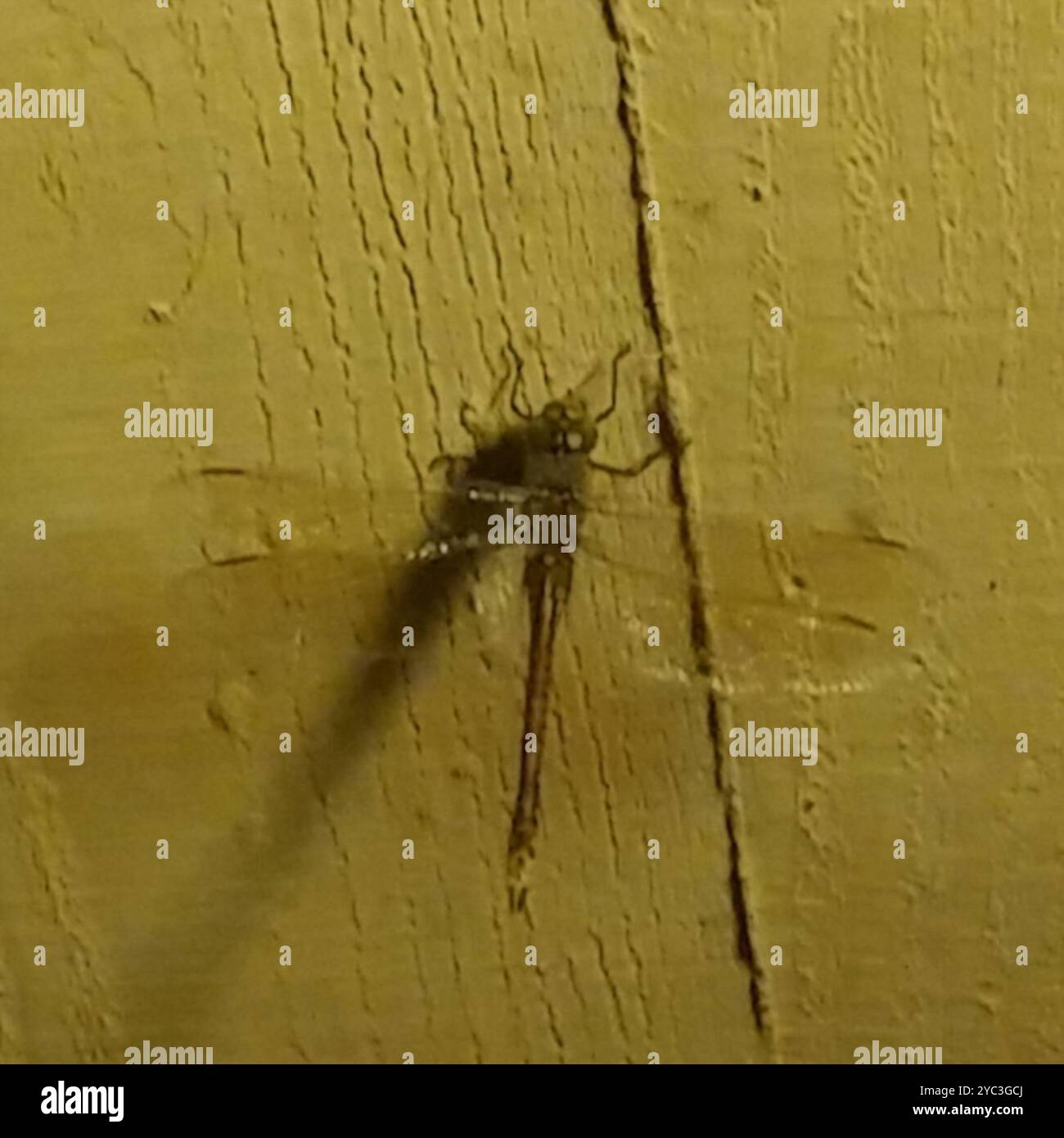 Australian Emperor (Anax papuensis) Insecta Stock Photo - Alamy