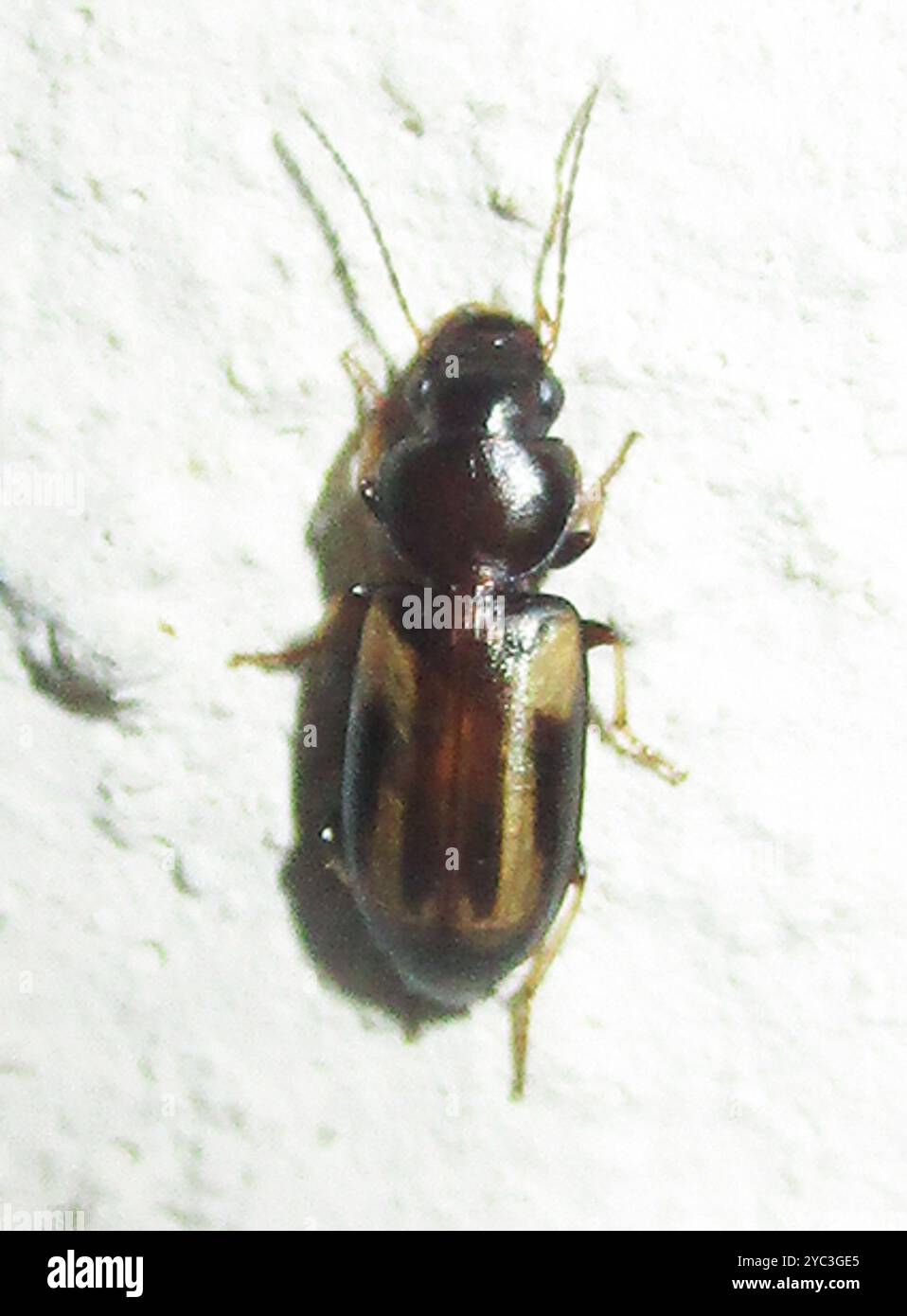 (Amblystomus orpheus) Insecta Stock Photo - Alamy