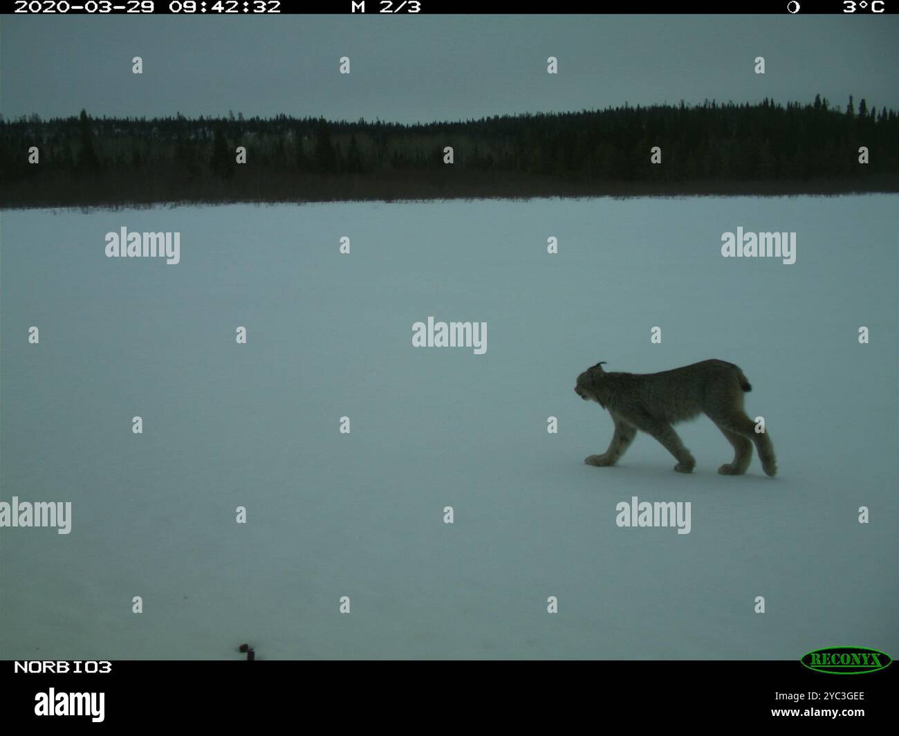 Canada Lynx (Lynx canadensis) Mammalia Stock Photo - Alamy