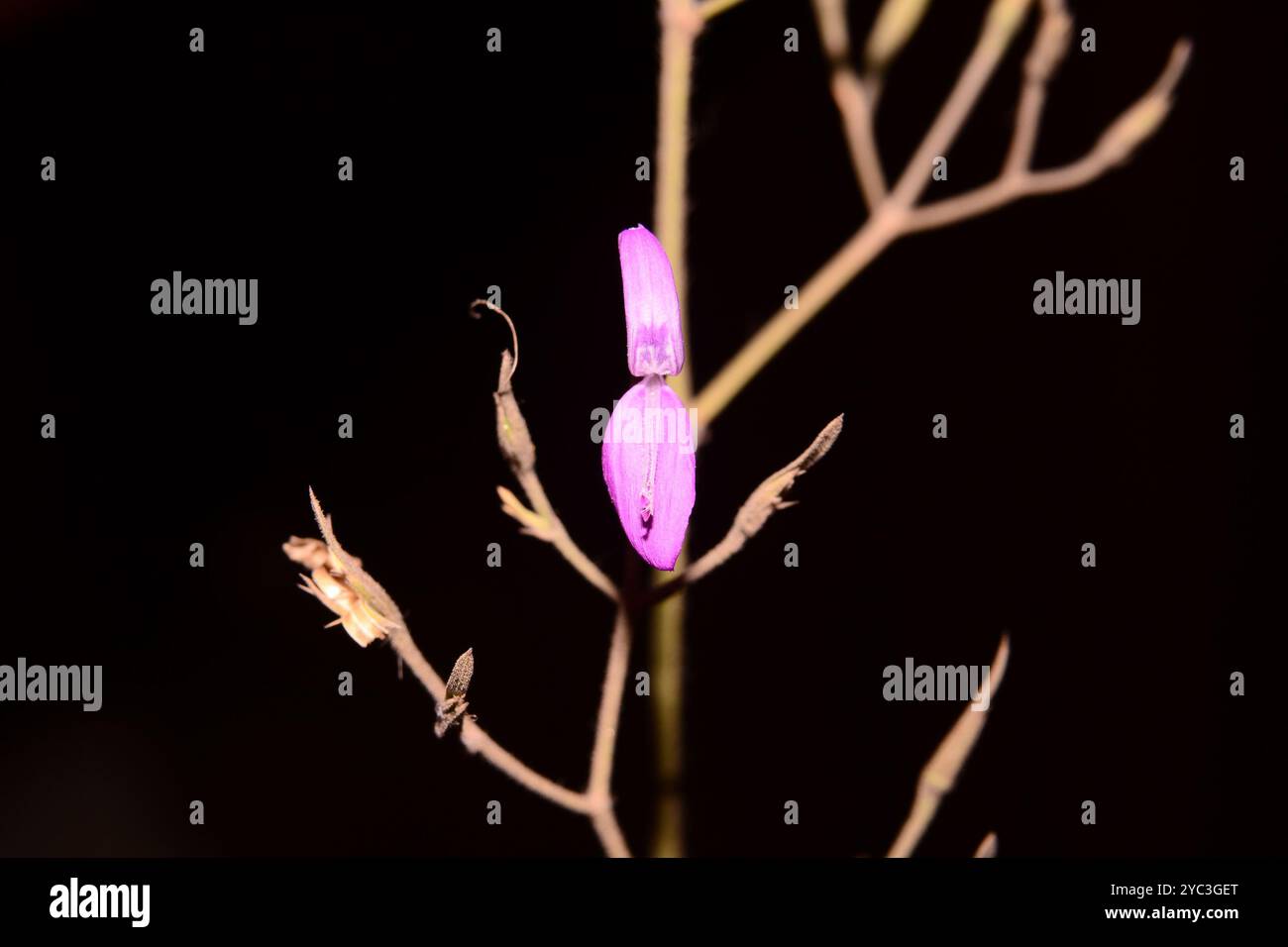 Panicled Foldwing (Dicliptera paniculata) Plantae Stock Photo - Alamy