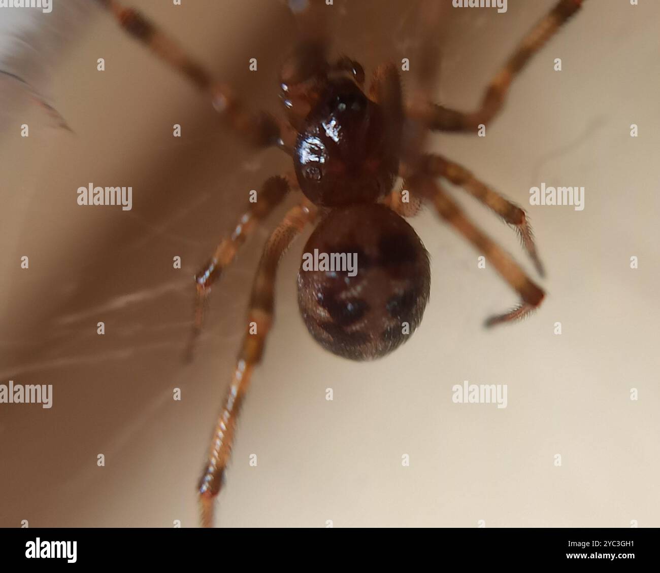 Triangulate Combfoot (Steatoda triangulosa) Arachnida Stock Photo - Alamy