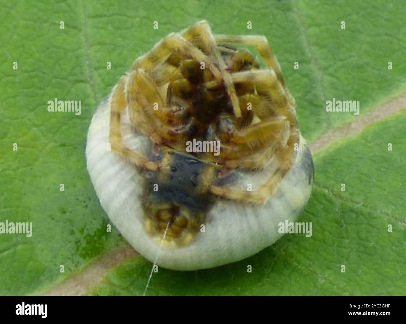 Bolas spider hi-res stock photography and images - Alamy