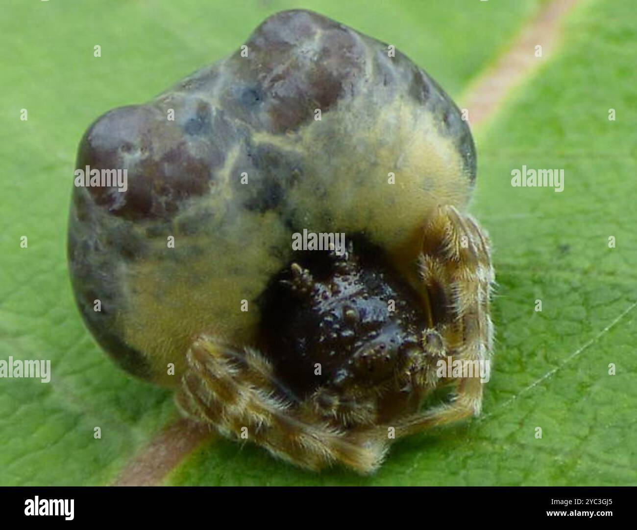 Bolas spider hi-res stock photography and images - Alamy