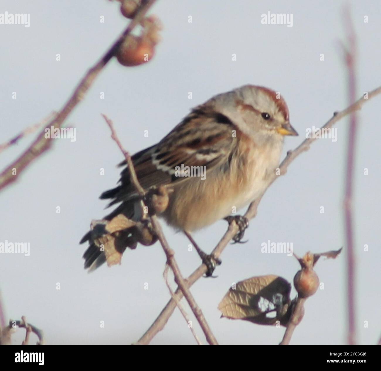 American Tree Sparrow (Spizelloides arborea) Aves Stock Photo - Alamy