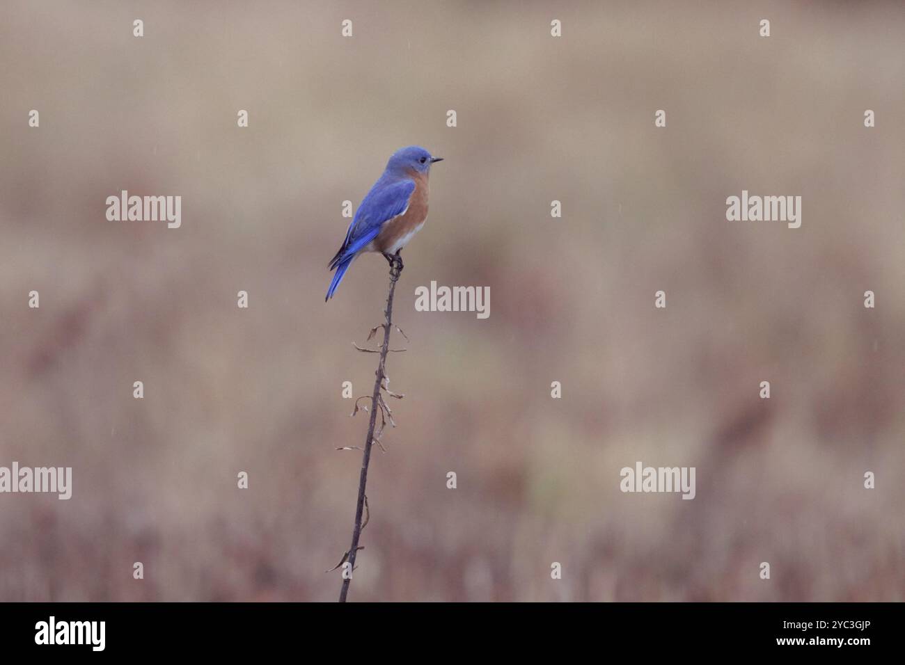 Eastern Bluebird (Sialia sialis) Aves Stock Photo - Alamy