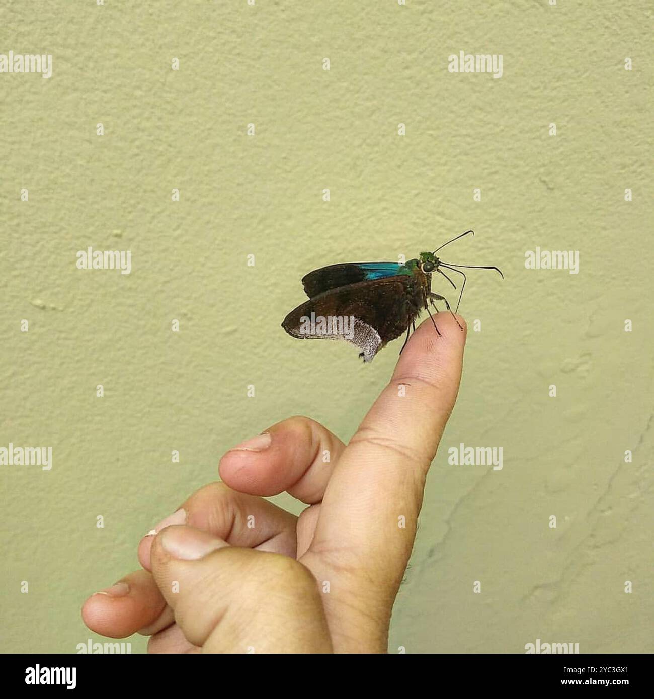 (Telegonus alardus latia) Insecta Stock Photo - Alamy