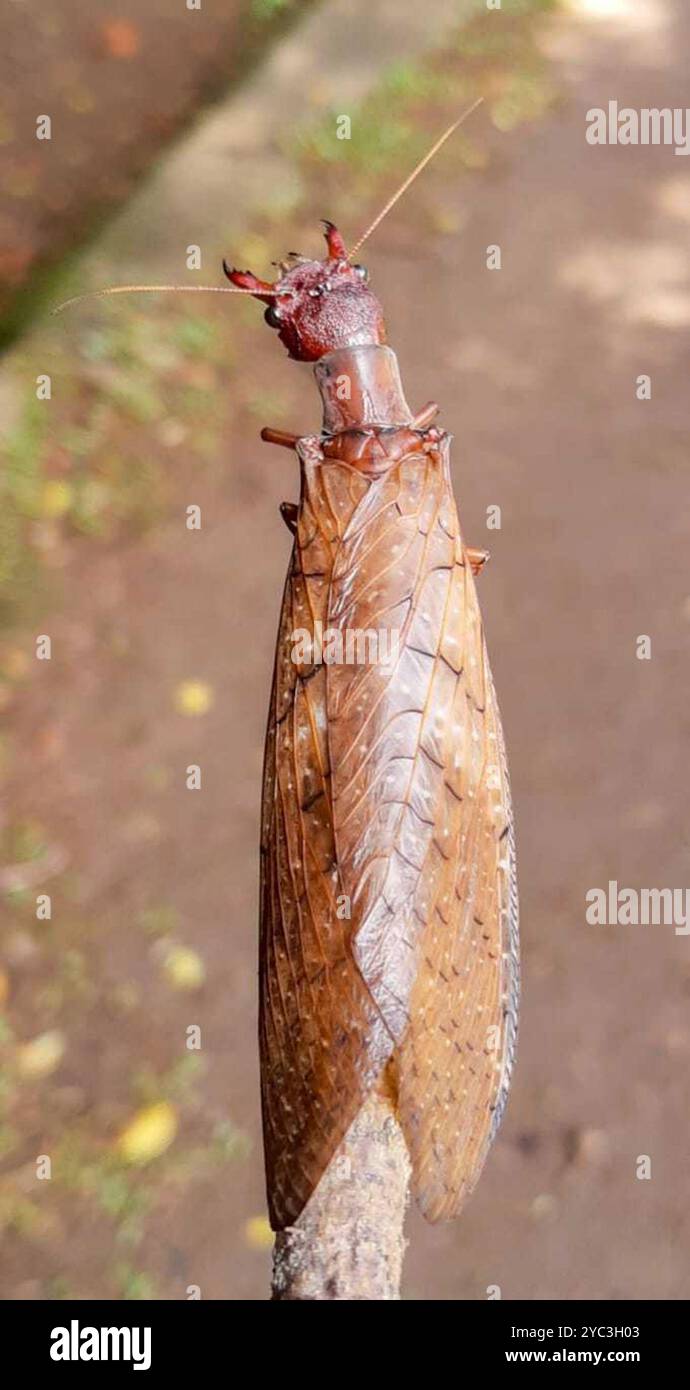 American Dobsonflies (Corydalus) Insecta Stock Photo - Alamy