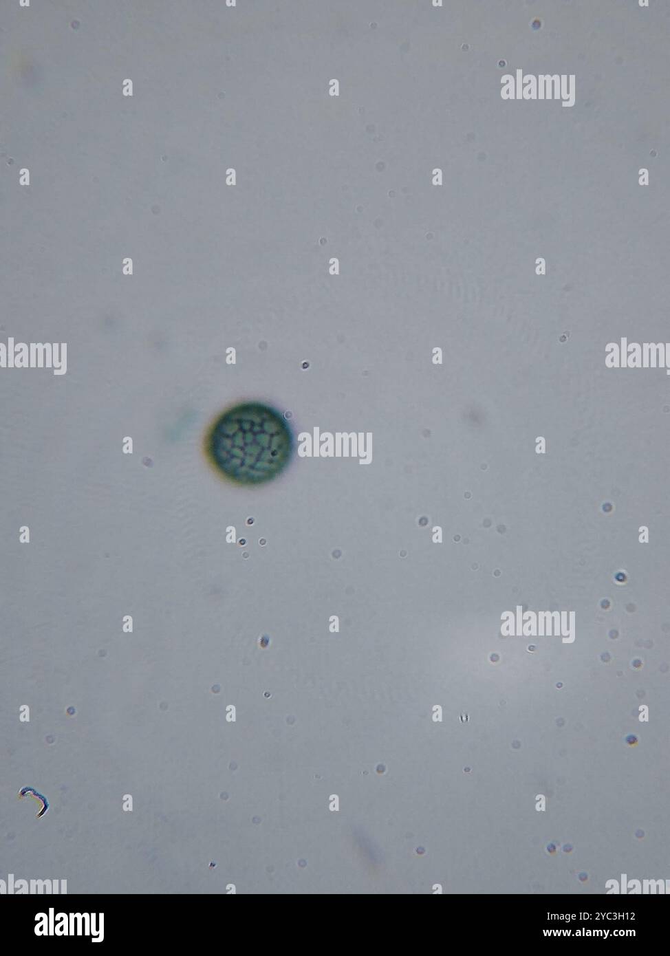 Stemonitis marjana hi-res stock photography and images - Alamy