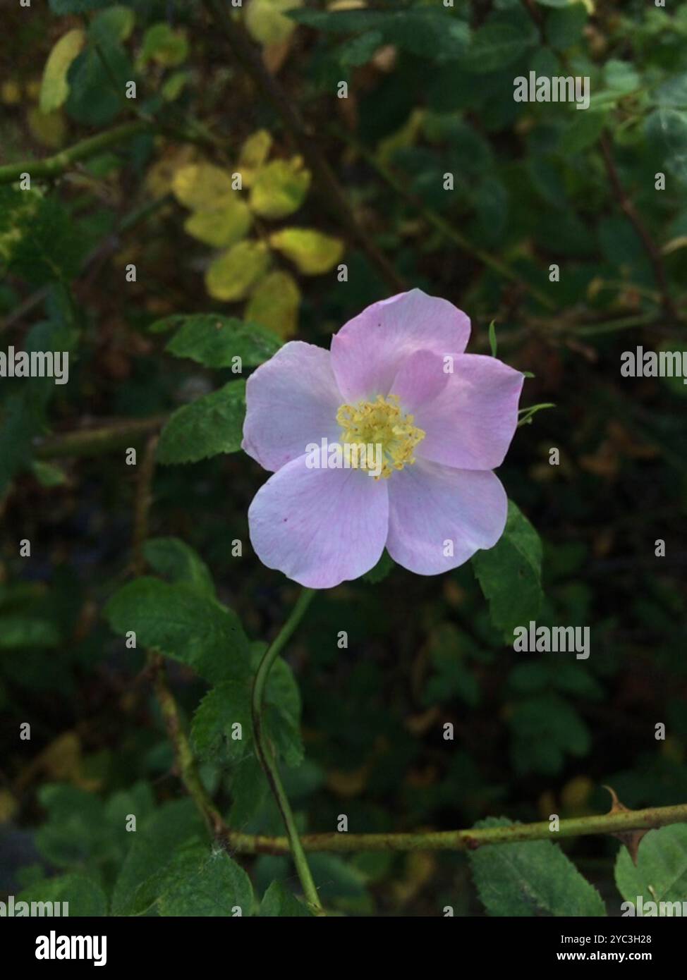 California Wild Rose (Rosa californica) Plantae Stock Photo - Alamy