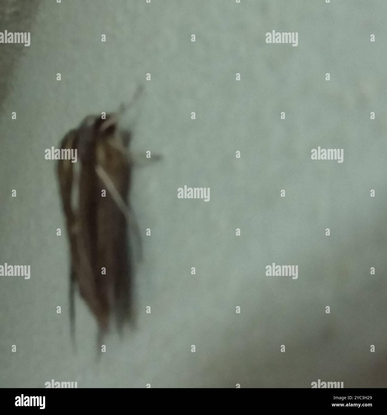 Vine Hawkmoth (Hippotion celerio) Insecta Stock Photo - Alamy