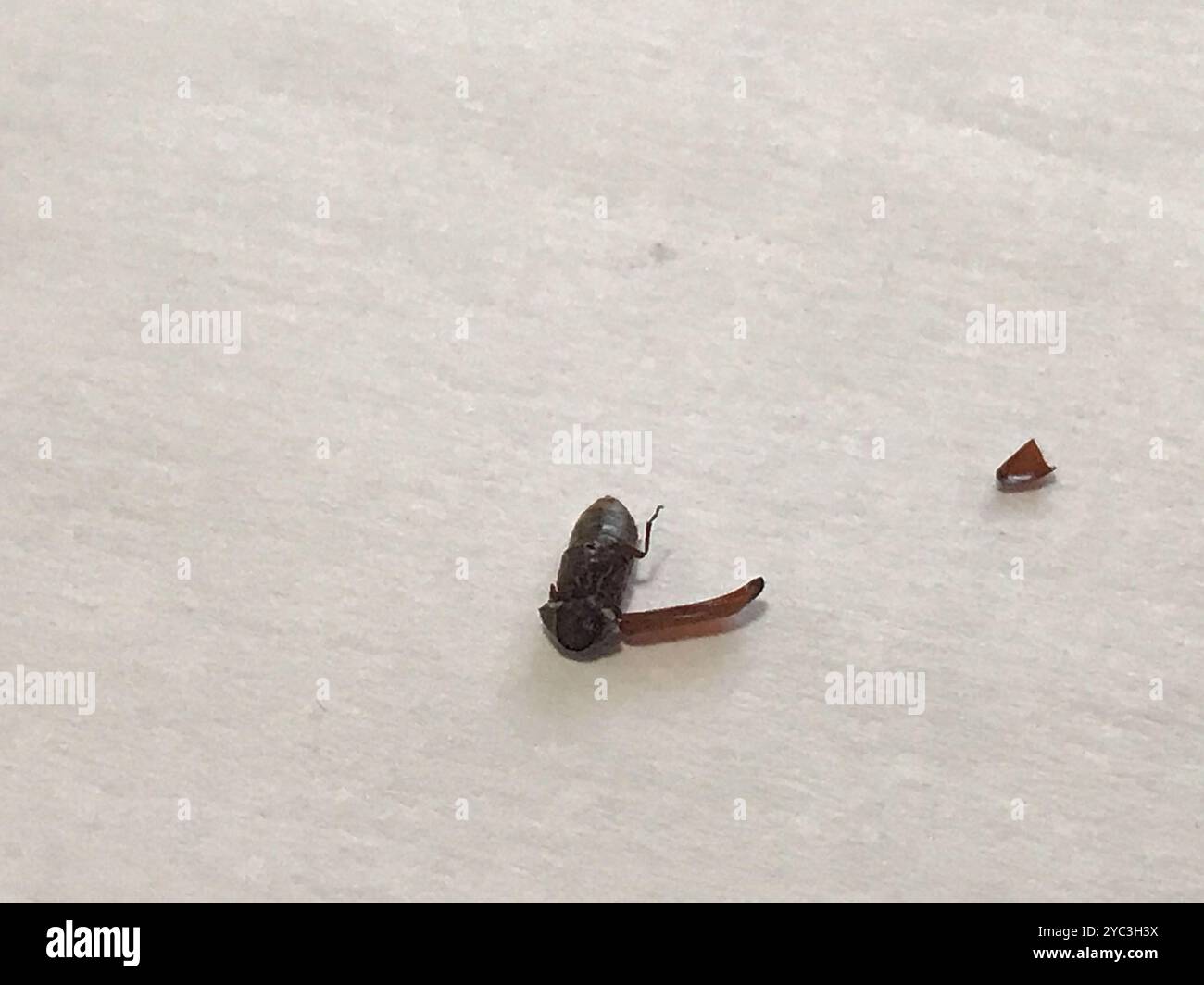 Deathwatch, Spider, and Wood-borer Beetles (Ptinidae) Insecta Stock ...