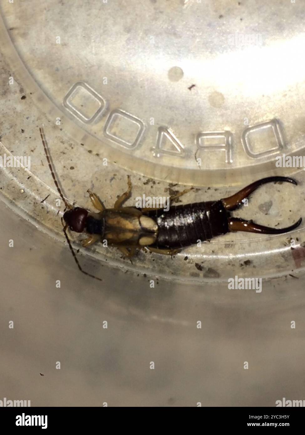 European Earwig Complex (Forficula auricularia) Insecta Stock Photo - Alamy