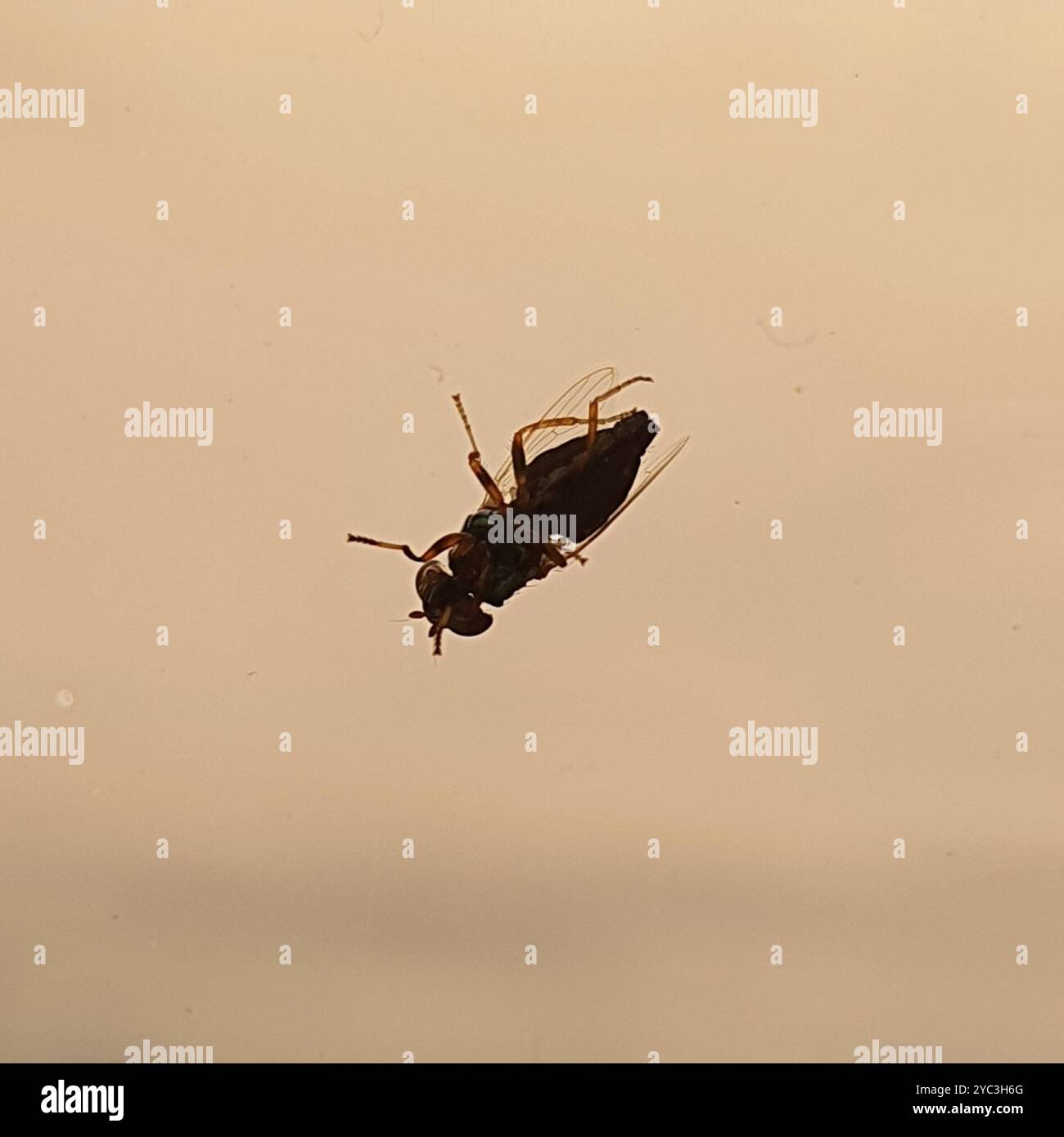 Signal Flies (Platystomatidae) Insecta Stock Photo - Alamy
