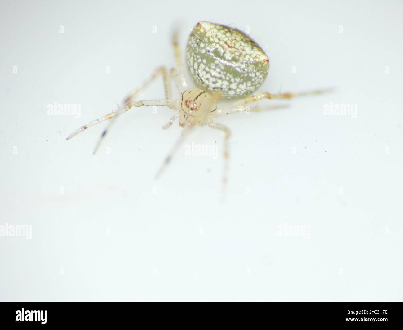 Comb-footed Spiders (Theridiidae) Arachnida Stock Photo - Alamy