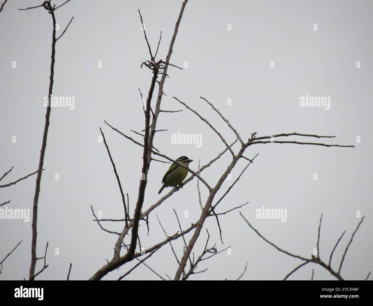 Pogoniulus bilineatus hi-res stock photography and images - Alamy