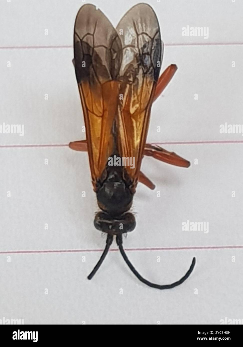 (Priocnemis conformis) Insecta Stock Photo - Alamy