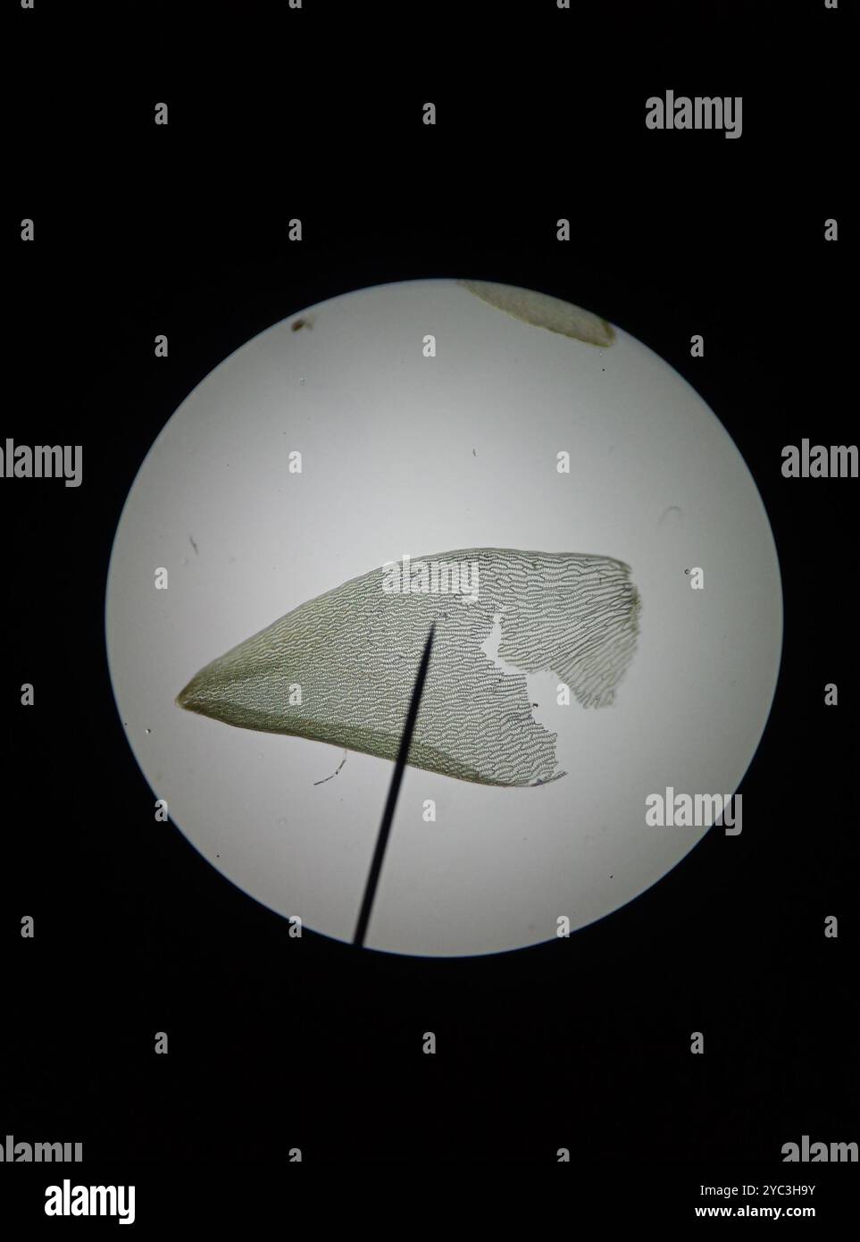 Lesser Cow-horn Bog-moss (Sphagnum inundatum) Plantae Stock Photo - Alamy