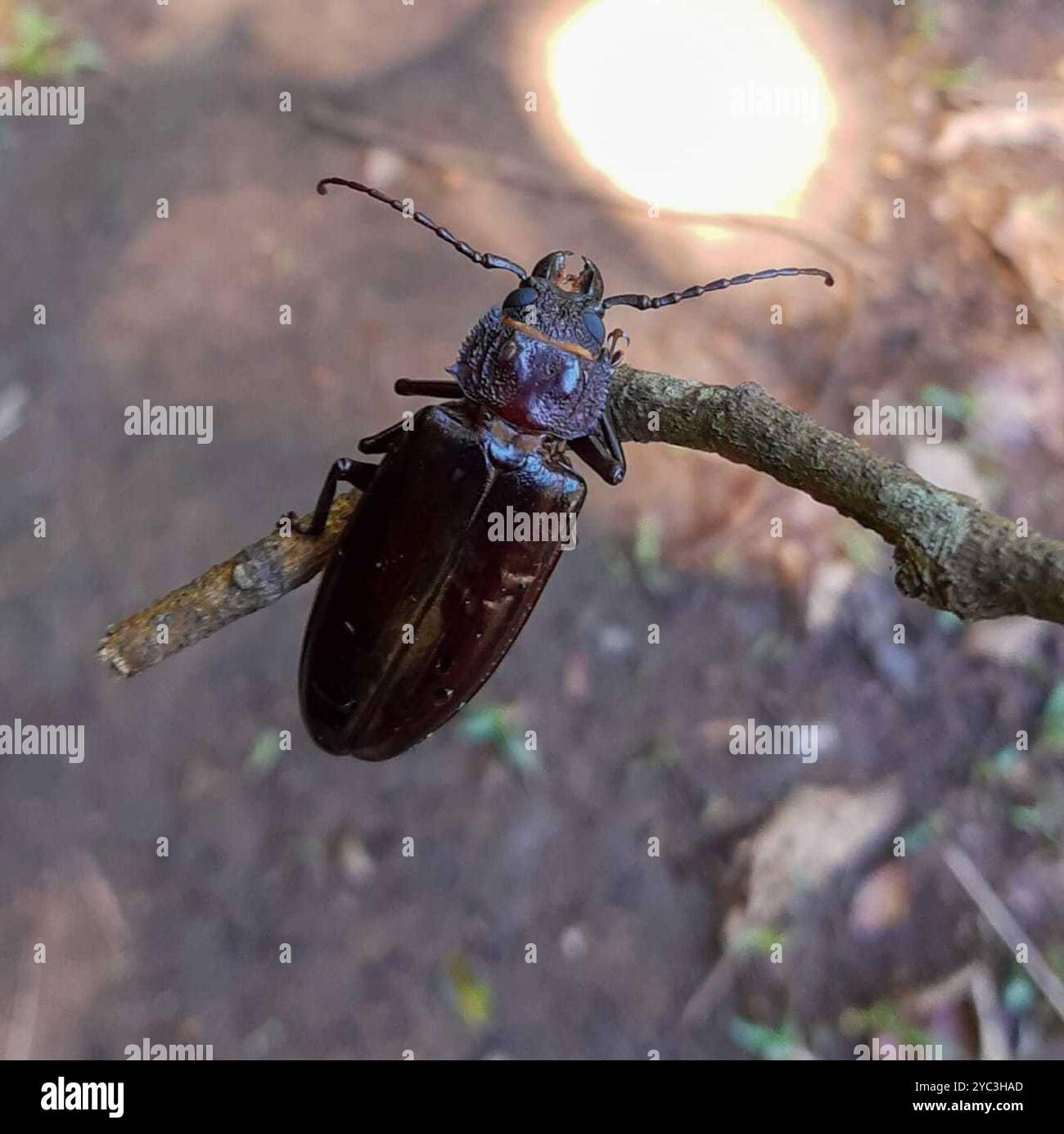 (Mallodon spinibarbis) Insecta Stock Photo - Alamy