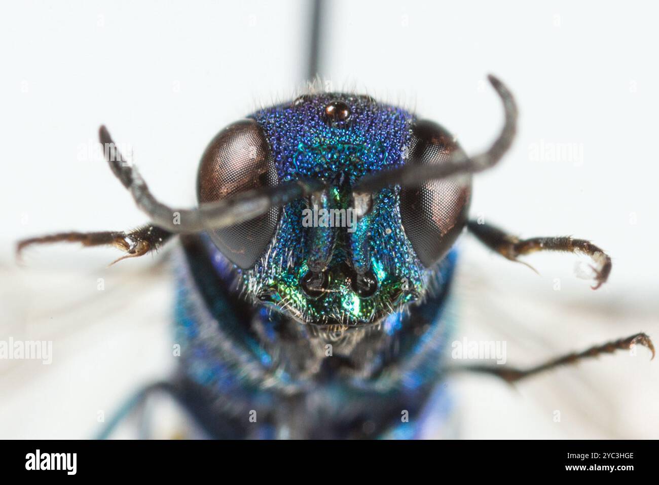 (Chrysis splendidula) Insecta Stock Photo - Alamy