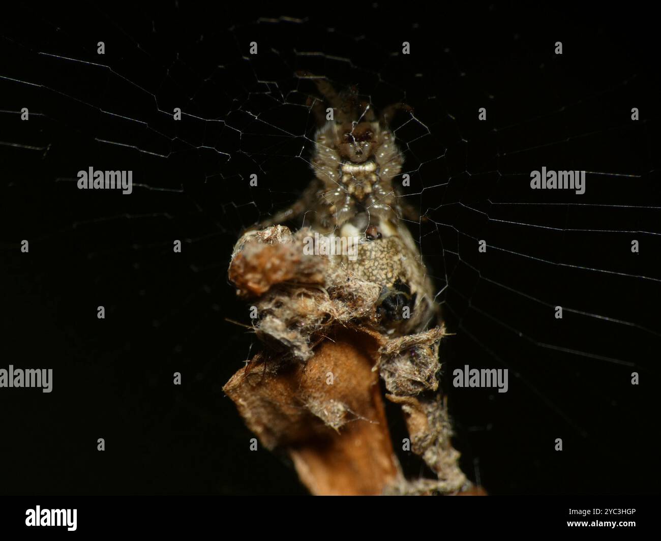 Common Garbage-Line Web Spider (Cyclosa insulana) Arachnida Stock Photo ...