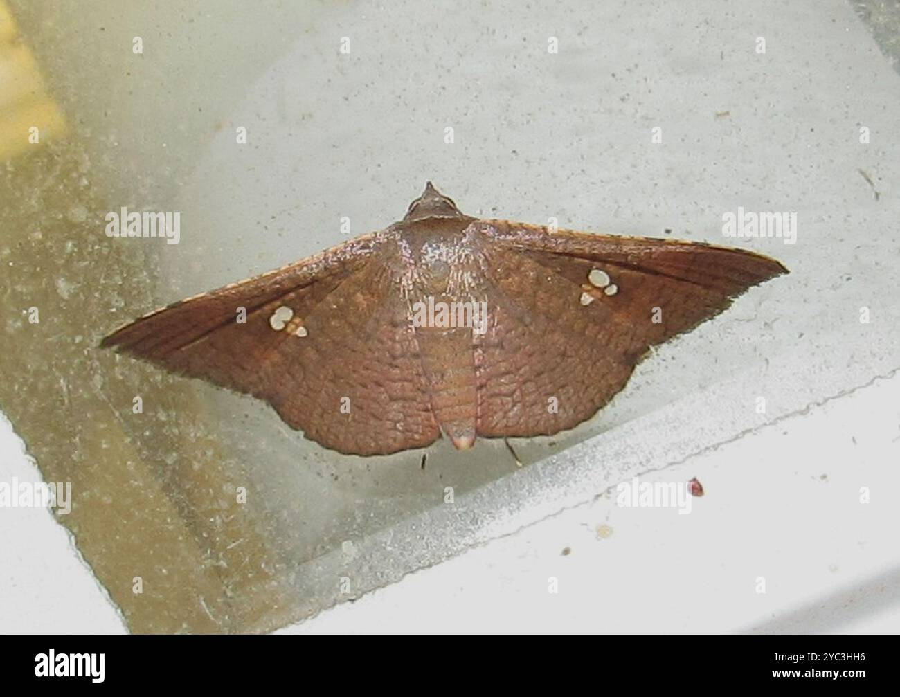 Sapodilla Borer Moth (Banisia myrsusalis) Insecta Stock Photo - Alamy