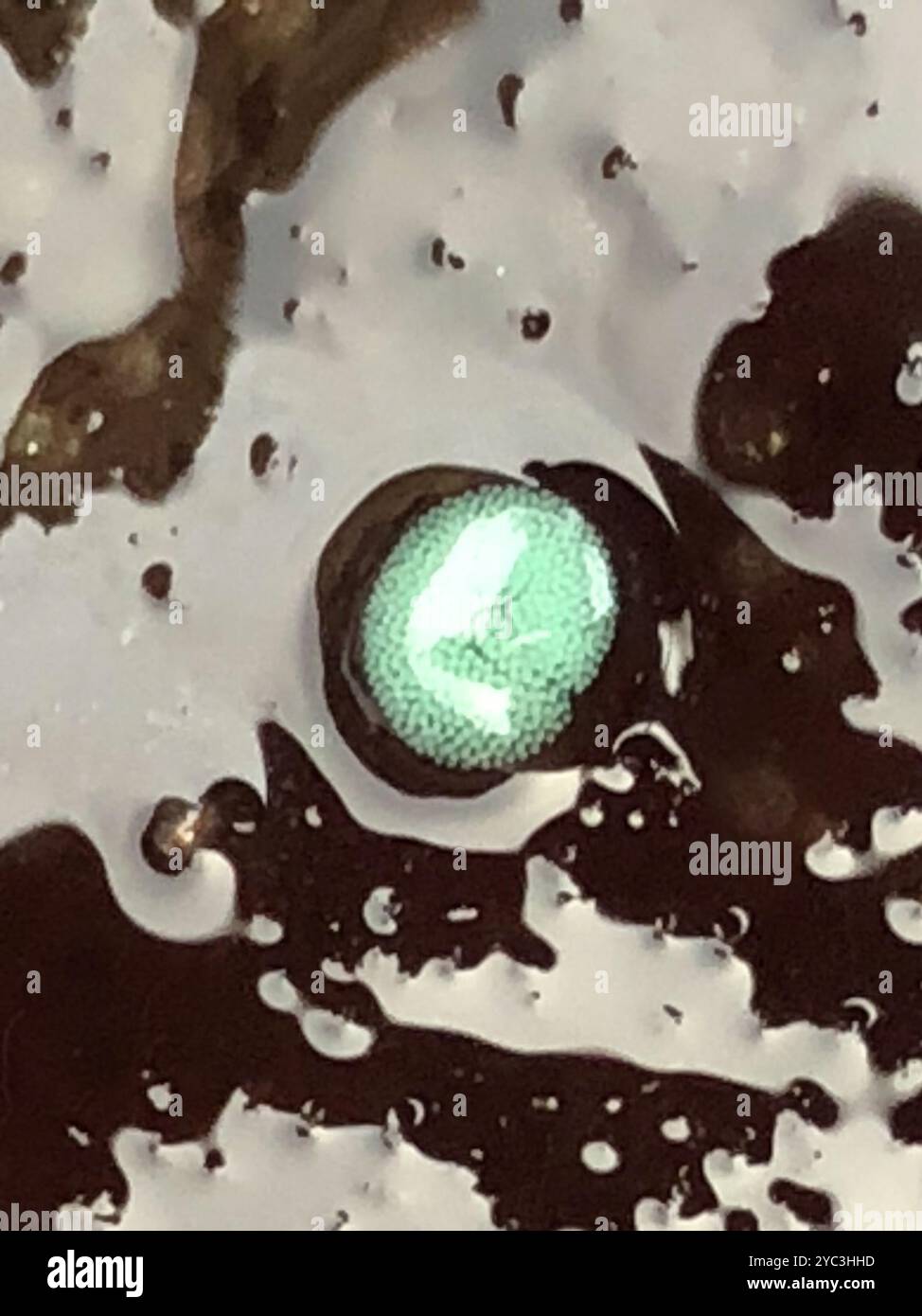 Lacuna Snails (Lacuna) Mollusca Stock Photo - Alamy