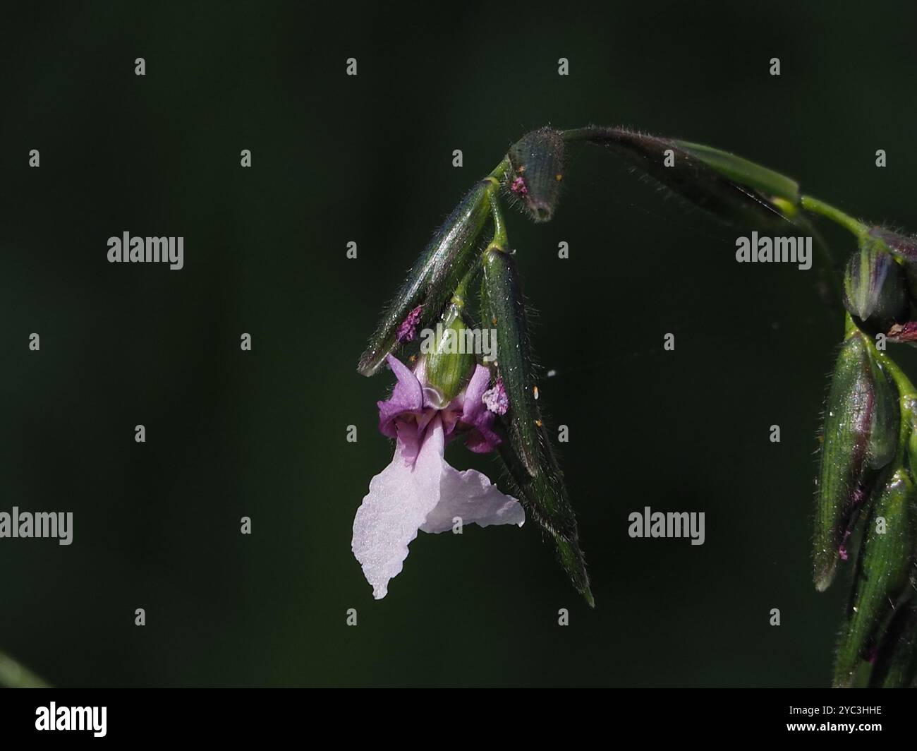 alligator flag (Thalia geniculata) Plantae Stock Photo - Alamy