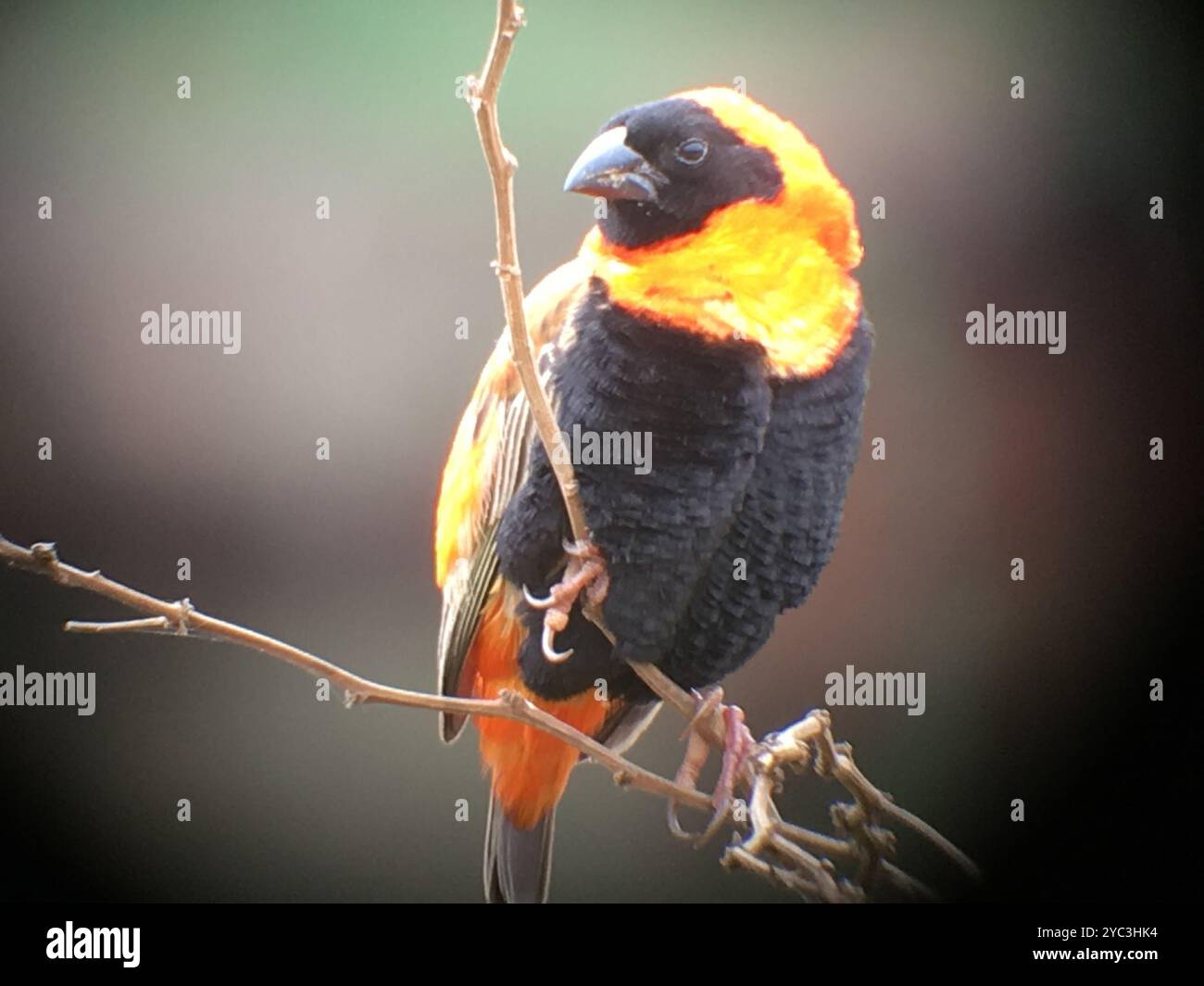 Southern Red Bishop (Euplectes orix) Aves Stock Photo - Alamy