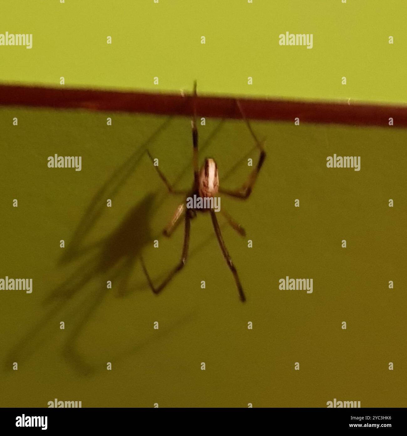 Redback Spider (Latrodectus hasselti) Arachnida Stock Photo - Alamy