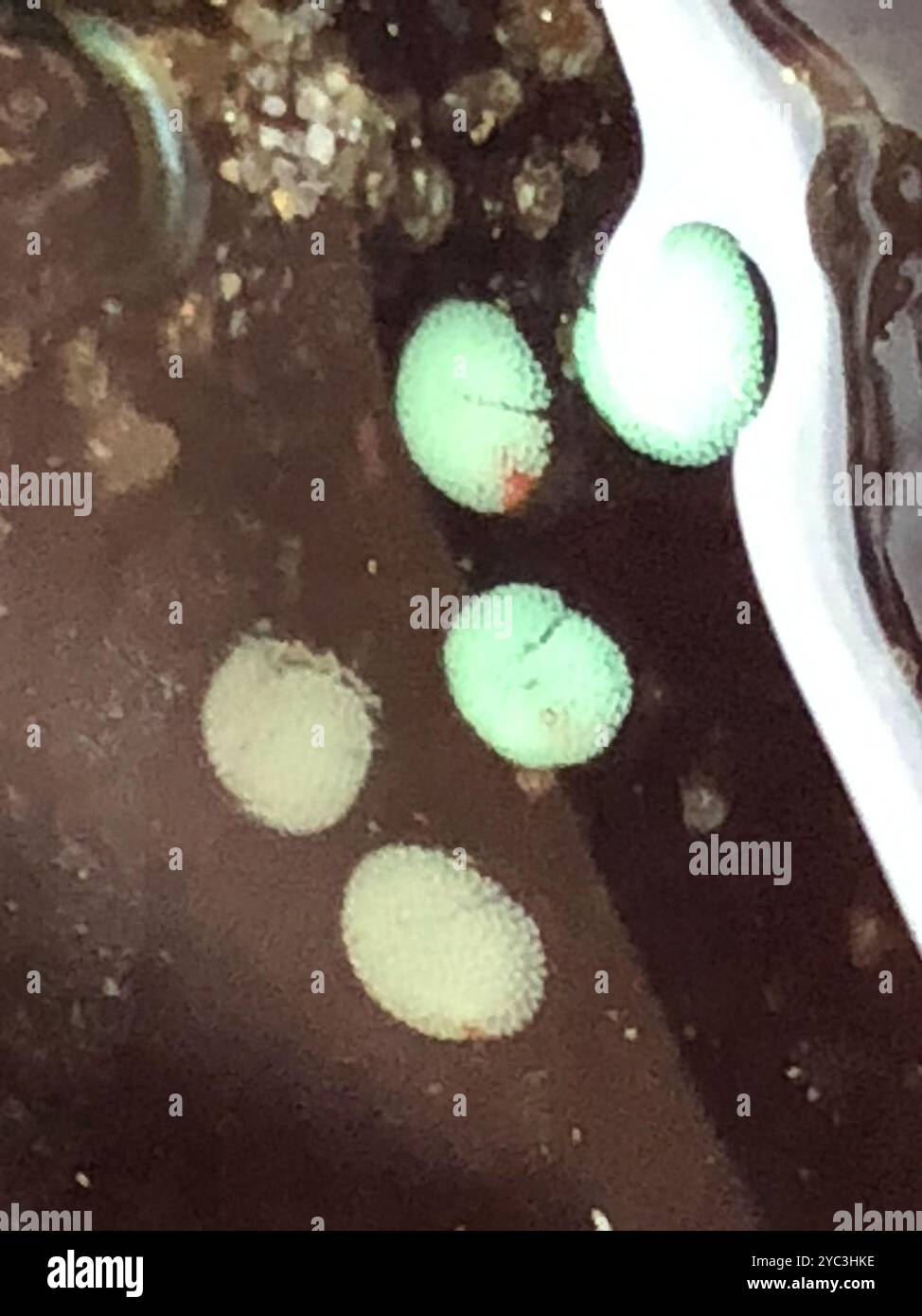 Lacuna Snails (Lacuna) Mollusca Stock Photo - Alamy