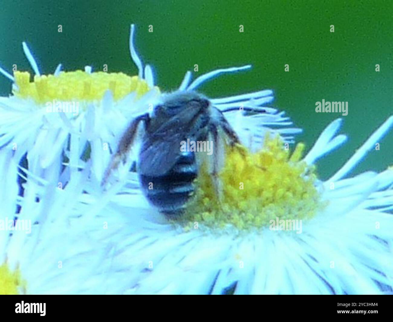 Mining Bees (Andrena) Insecta Stock Photo - Alamy