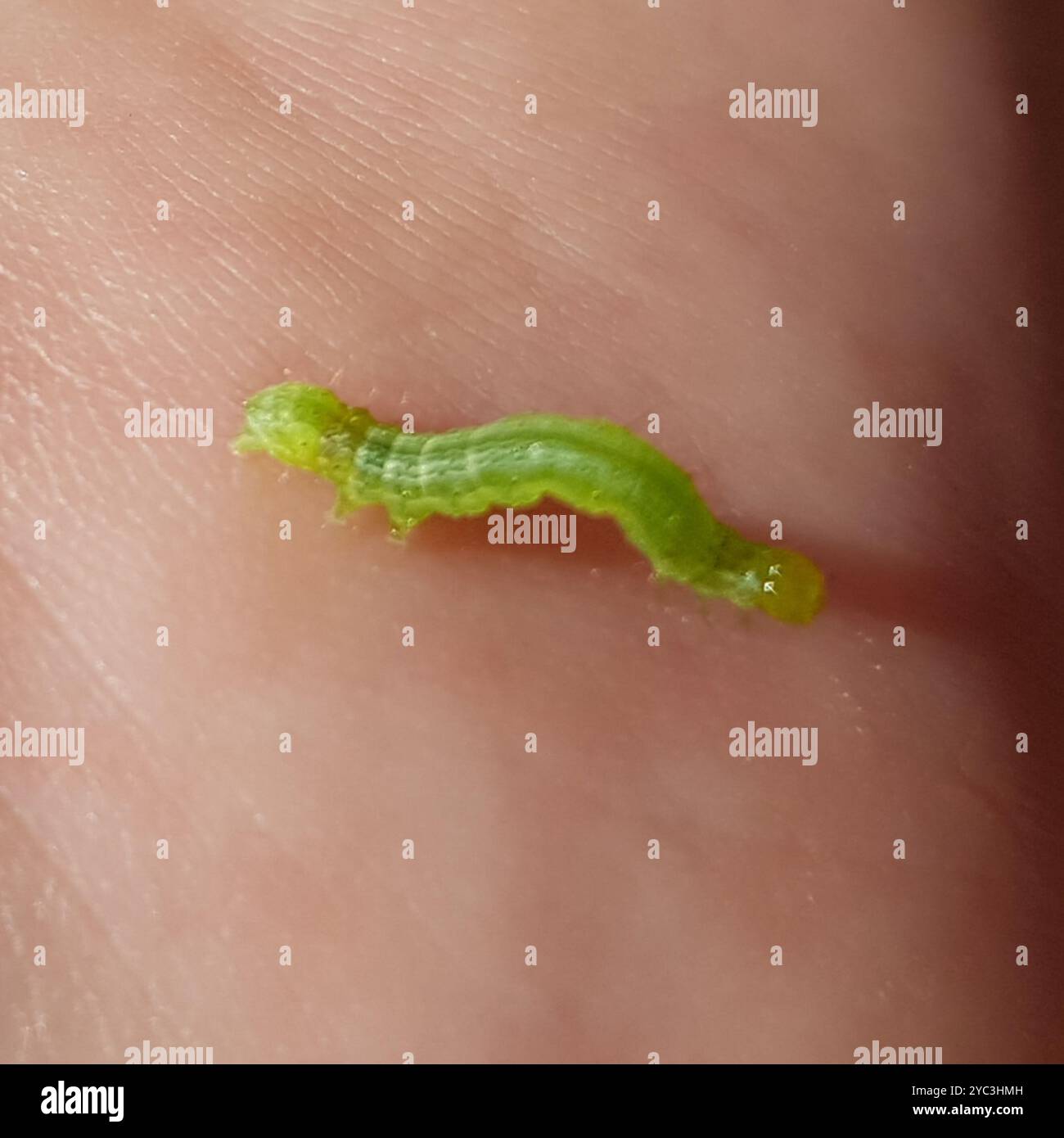 Plusiine Looper Moths (Plusiinae) Insecta Stock Photo - Alamy