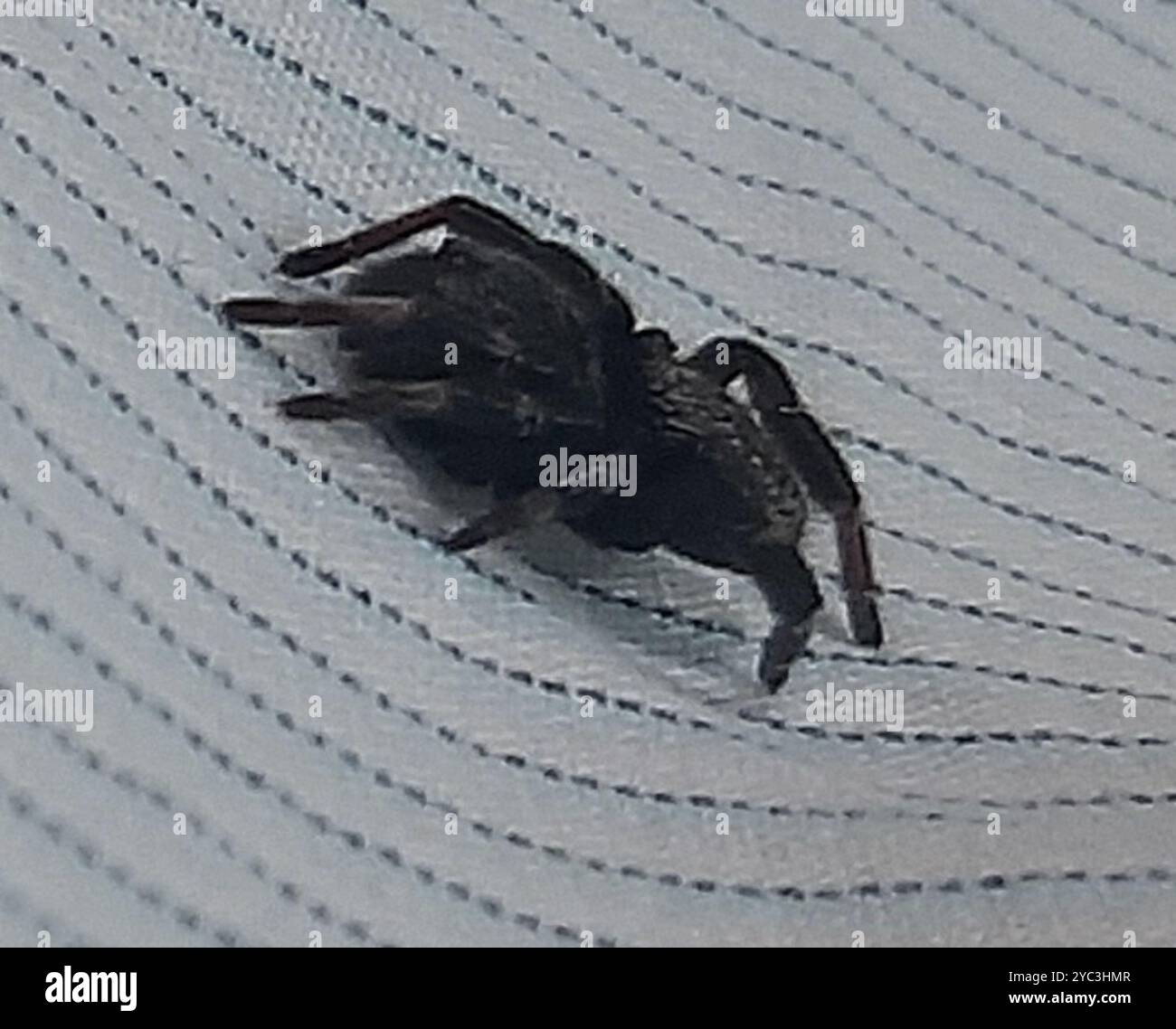 Tree Velvet Spiders (Gandanameno) Arachnida Stock Photo - Alamy