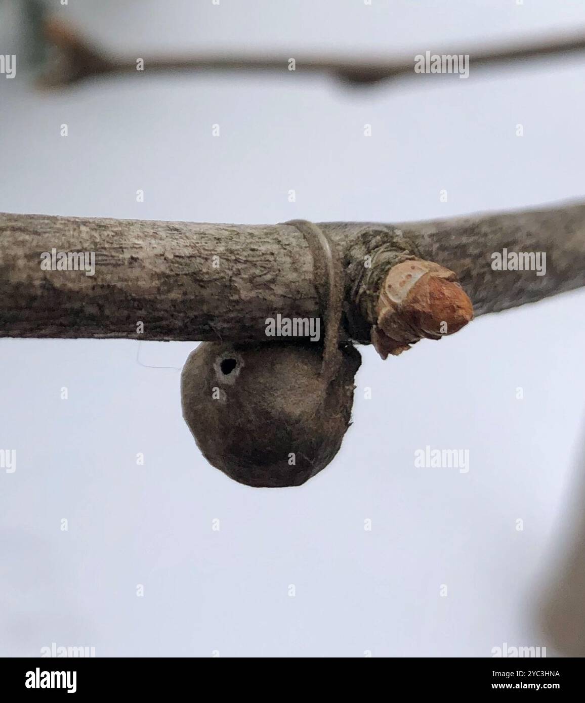 American Bolas Spiders (Mastophora) Arachnida Stock Photo - Alamy