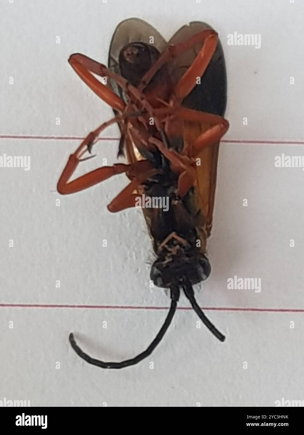 (Priocnemis conformis) Insecta Stock Photo - Alamy
