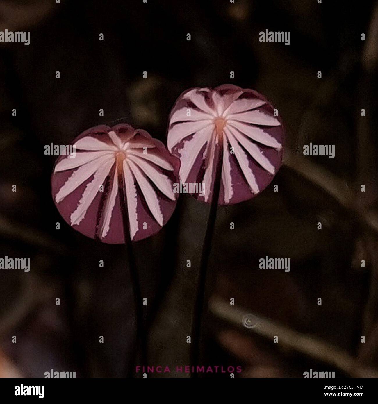purple pinwheel (Marasmius haematocephalus) Fungi Stock Photo - Alamy