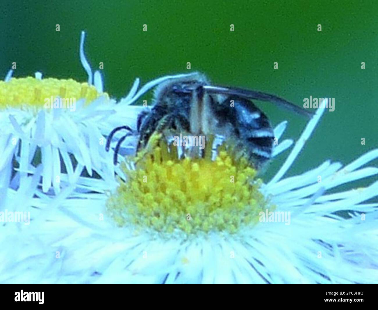 Mining Bees (Andrena) Insecta Stock Photo - Alamy