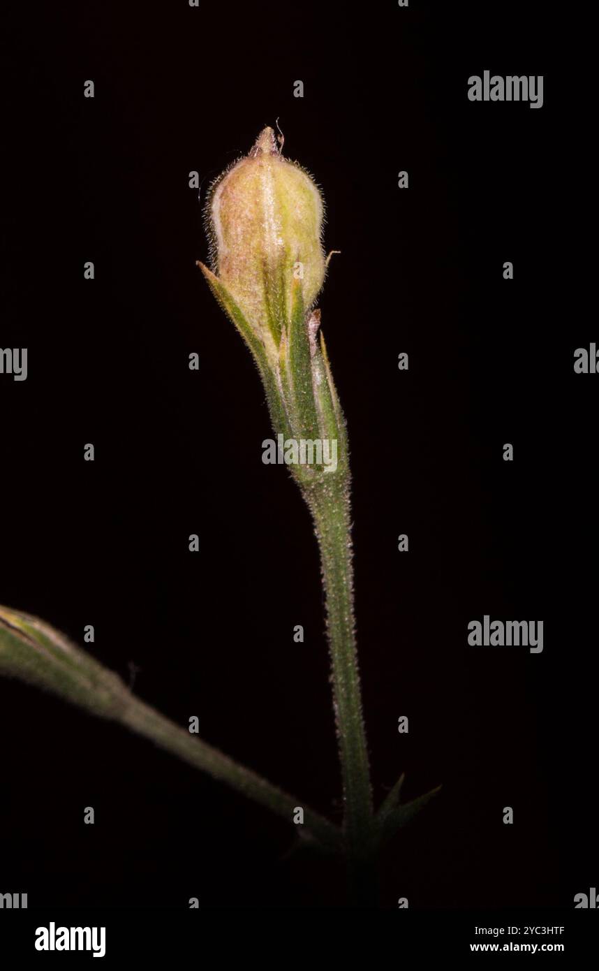 Panicled Foldwing (Dicliptera paniculata) Plantae Stock Photo - Alamy