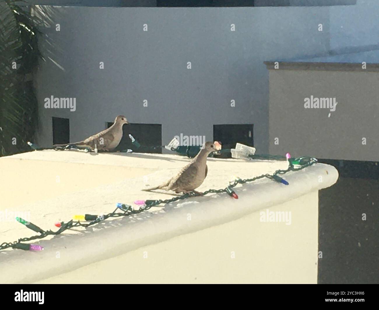 Inca Dove (Columbina inca) Aves Stock Photo - Alamy