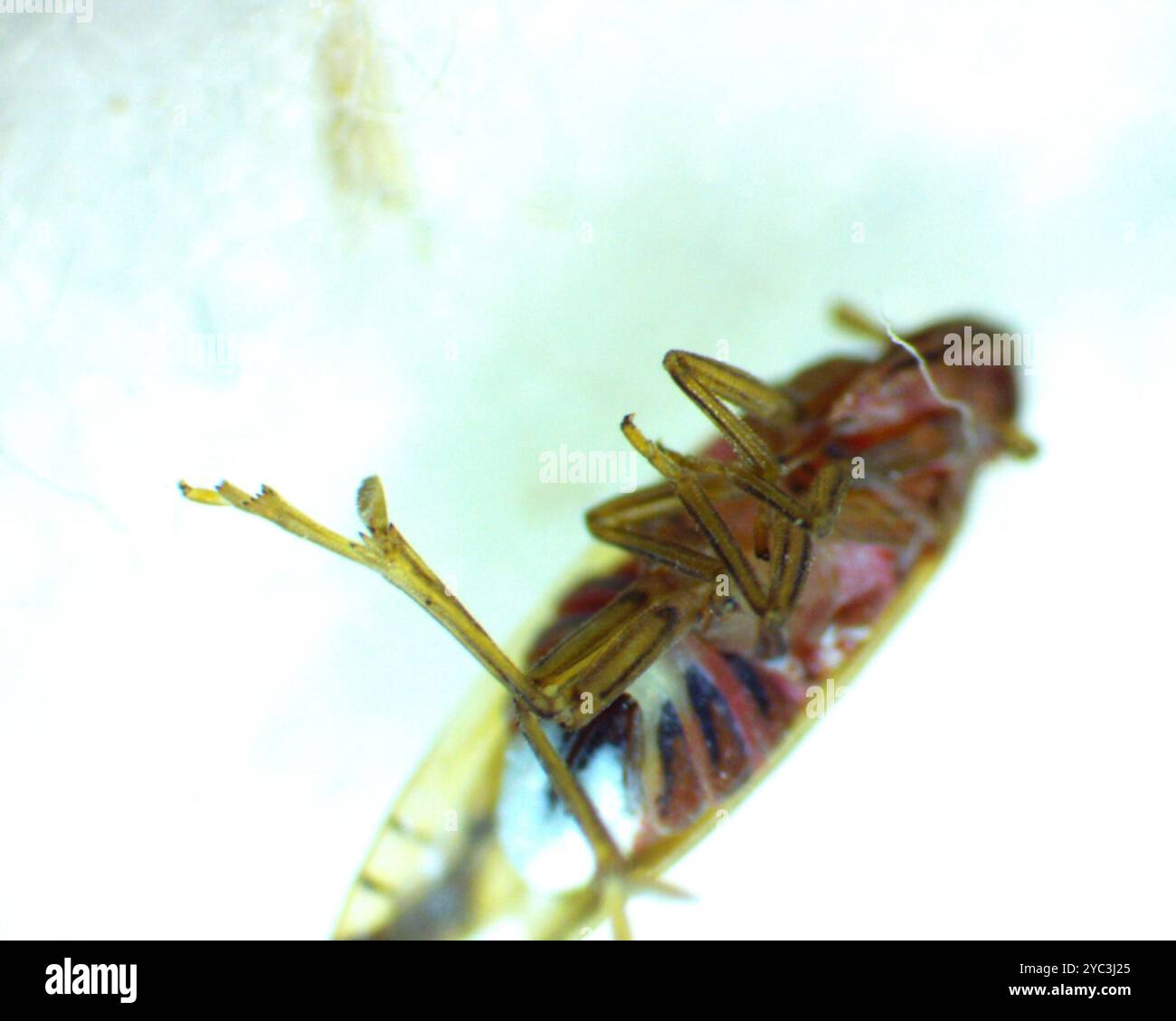 Stenocranus hi-res stock photography and images - Alamy