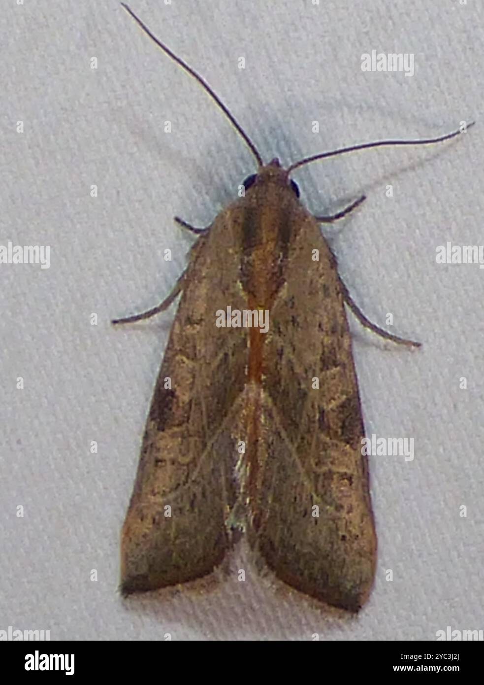 Wedgling Moth (Galgula partita) Insecta Stock Photo - Alamy