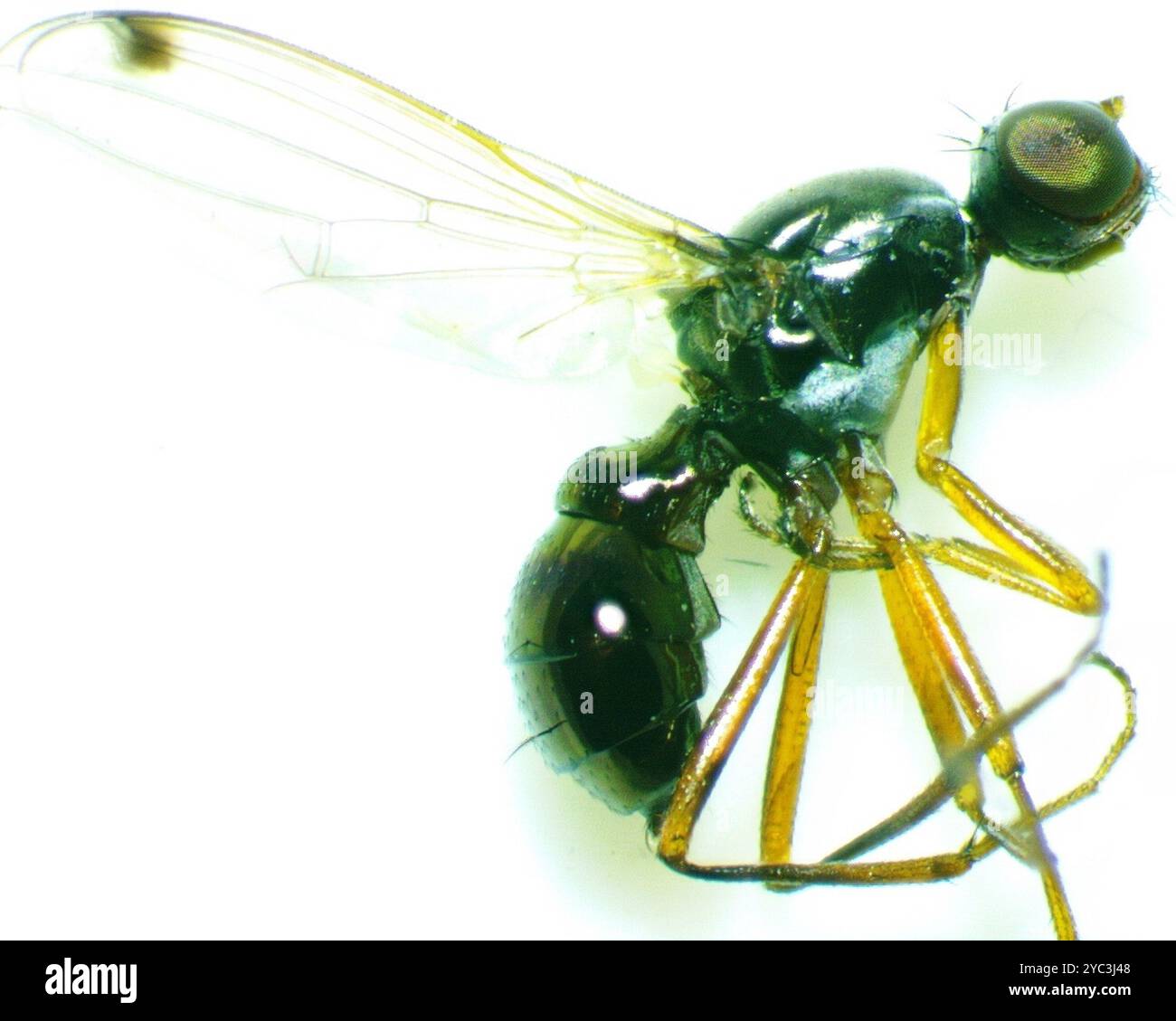 Sepsis punctum hi-res stock photography and images - Alamy