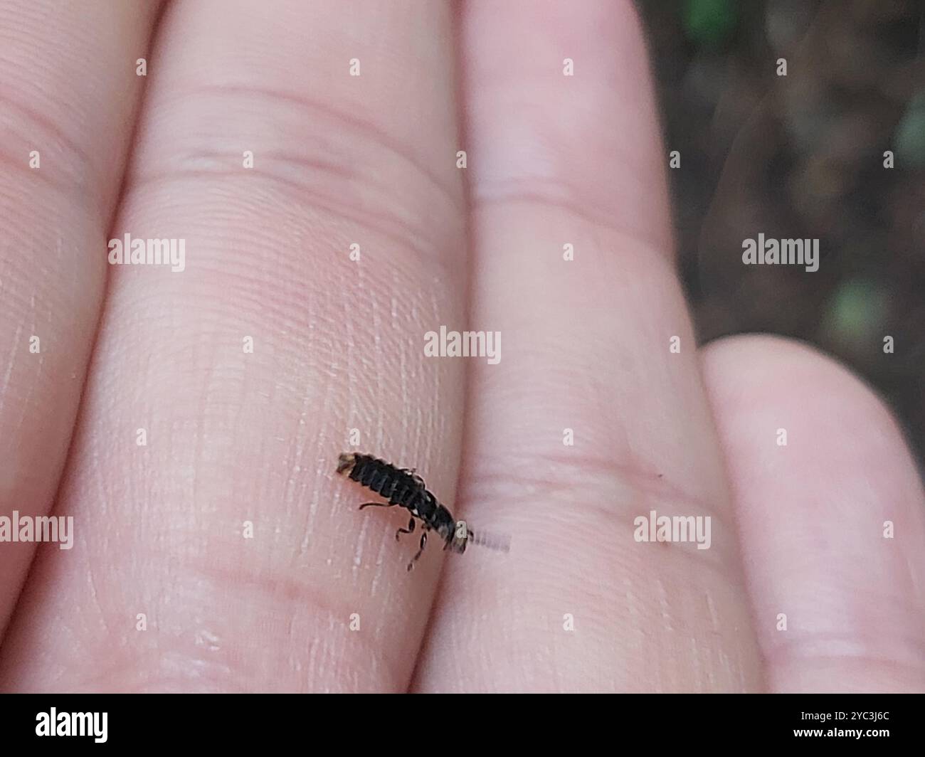 Lesser Black Glow-worm (Phosphaenus hemipterus) Insecta Stock Photo - Alamy