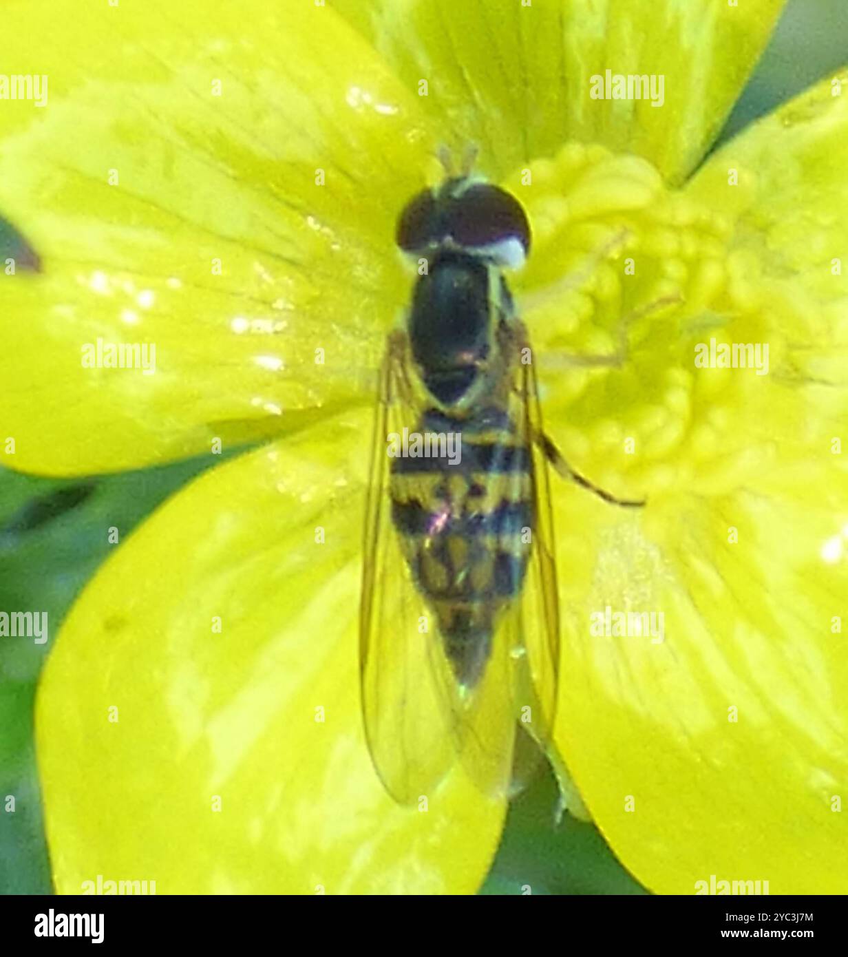 Eastern Calligrapher (Toxomerus geminatus) Insecta Stock Photo - Alamy