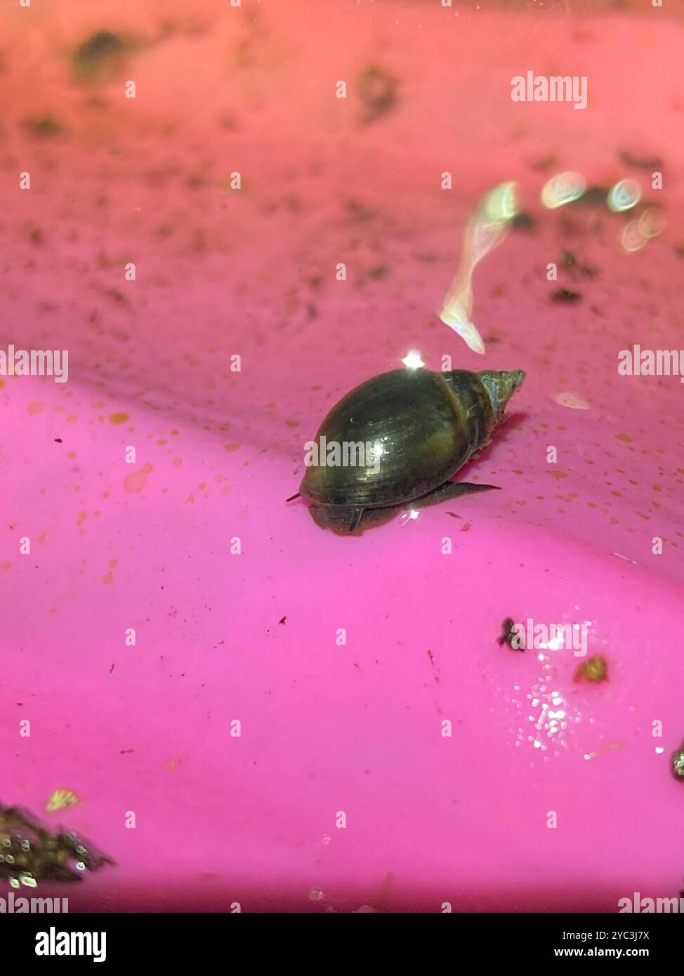 Bladder Snails (Physidae) Mollusca Stock Photo - Alamy