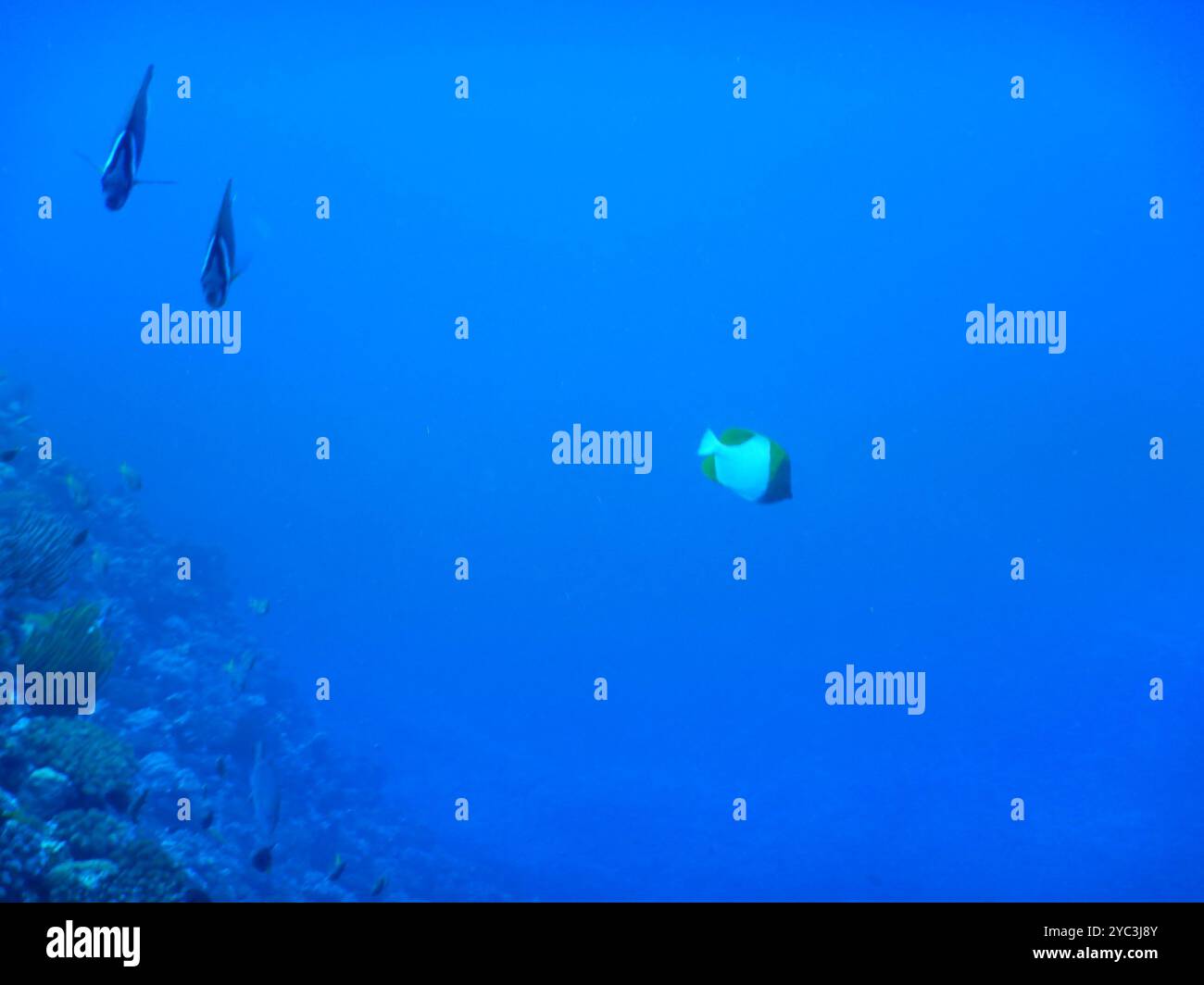 Pyramid Butterflyfish (Hemitaurichthys polylepis) Actinopterygii Stock ...