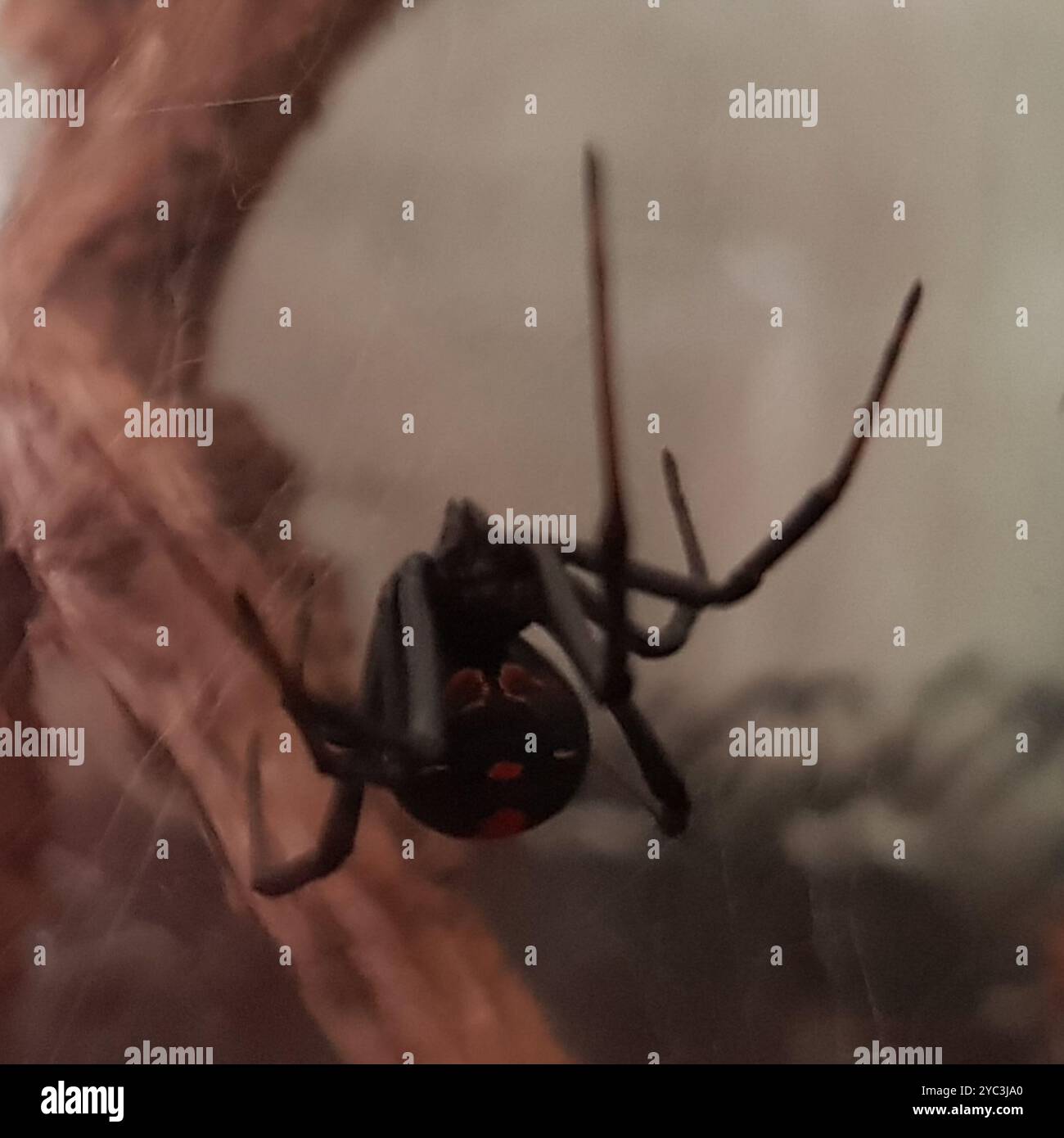Redback Spider (Latrodectus hasselti) Arachnida Stock Photo - Alamy