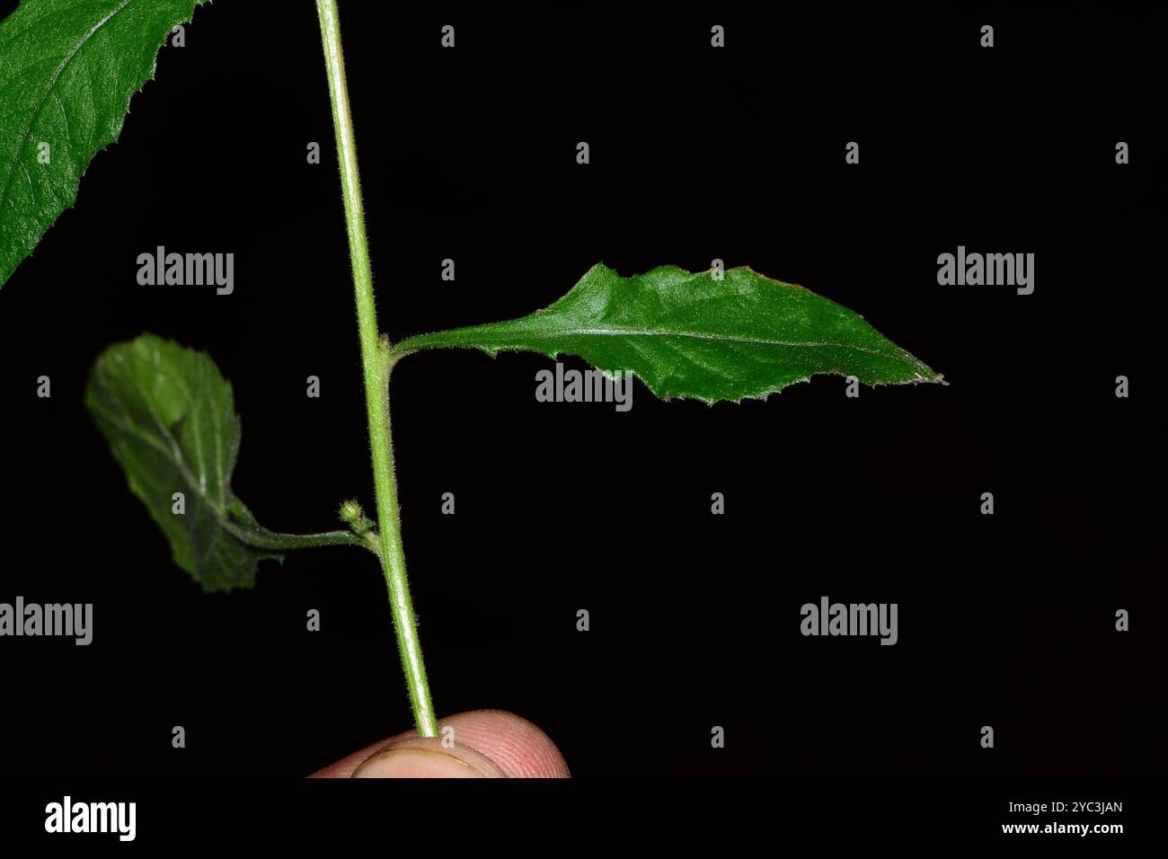 (Blumea paniculata) Plantae Stock Photo - Alamy