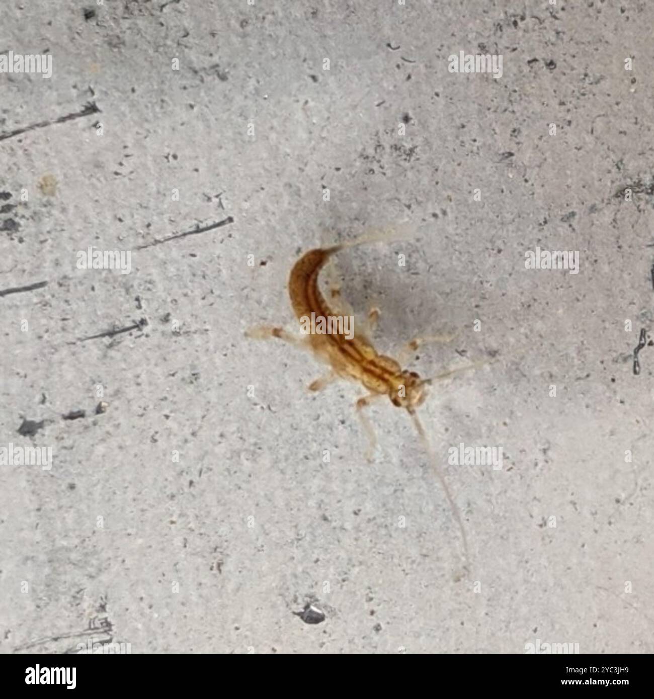 Stoneflies (Plecoptera) Insecta Stock Photo - Alamy